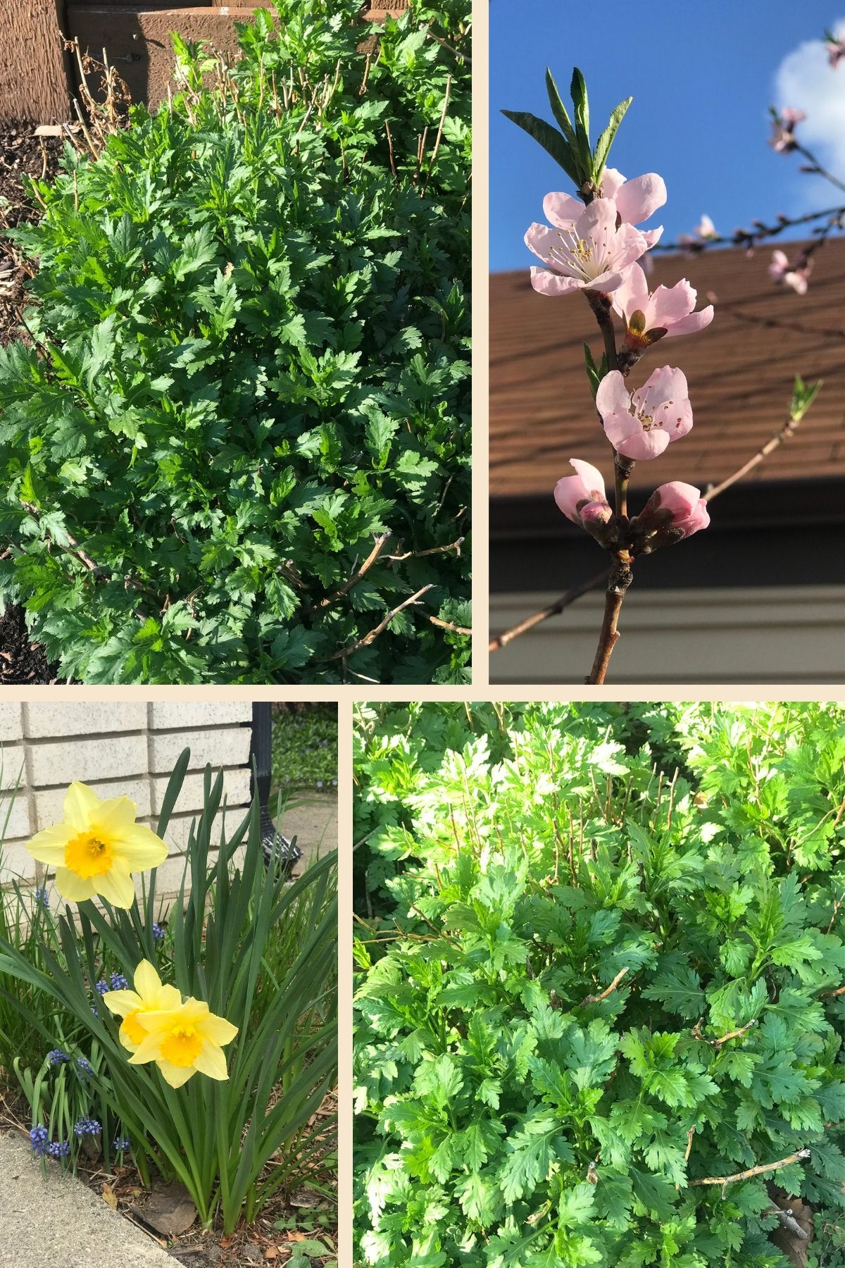 Ju Hua Cai Soup {Chrysanthemum Vegetables} - HomeNaturallyMade