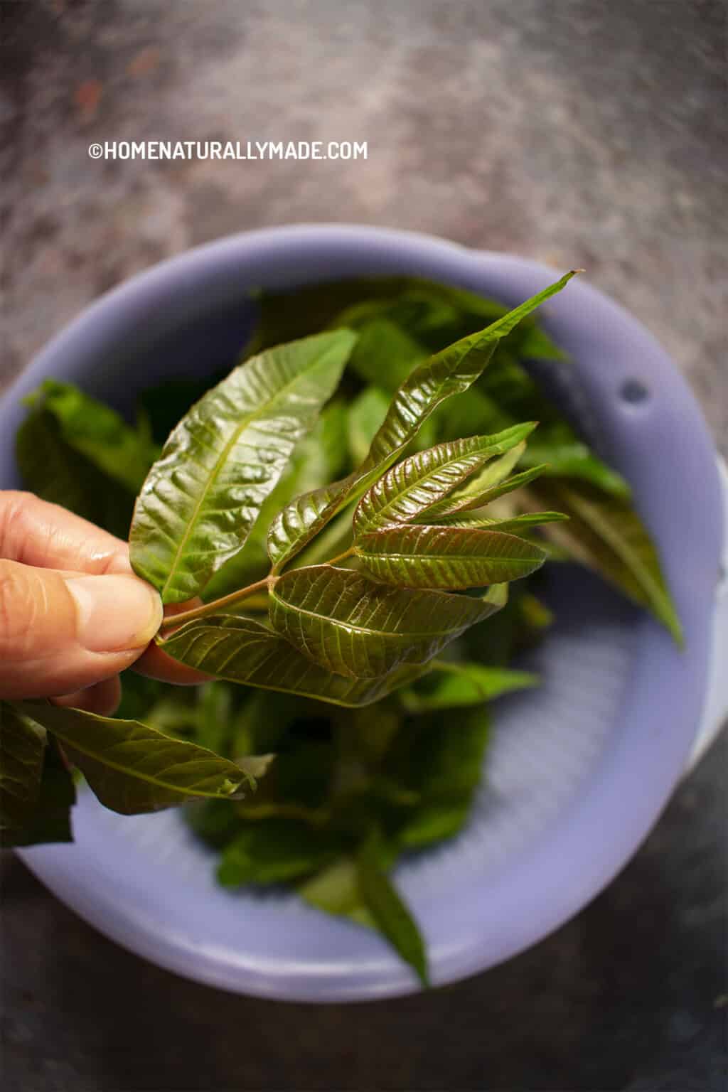 Fried egg with Xiang Chun Toona Sinensis - HomeNaturallyMade