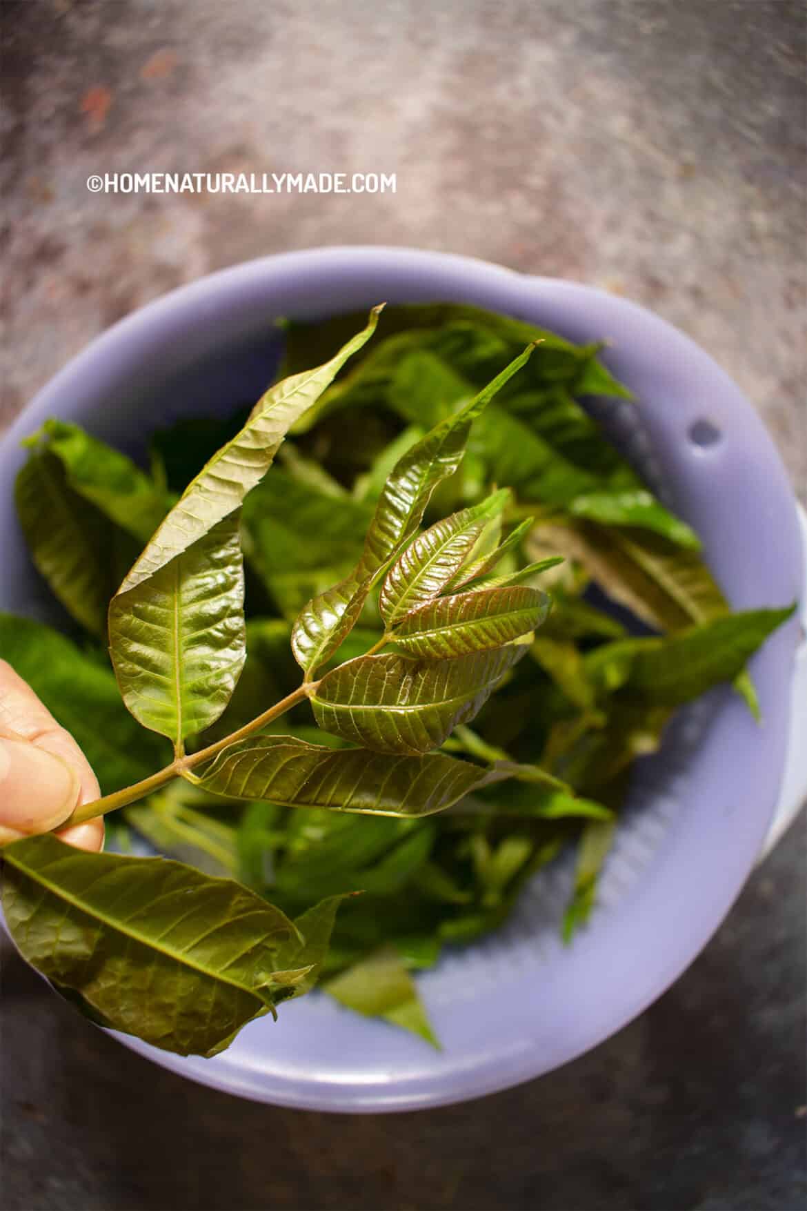 Fried egg with Xiang Chun Toona Sinensis - HomeNaturallyMade