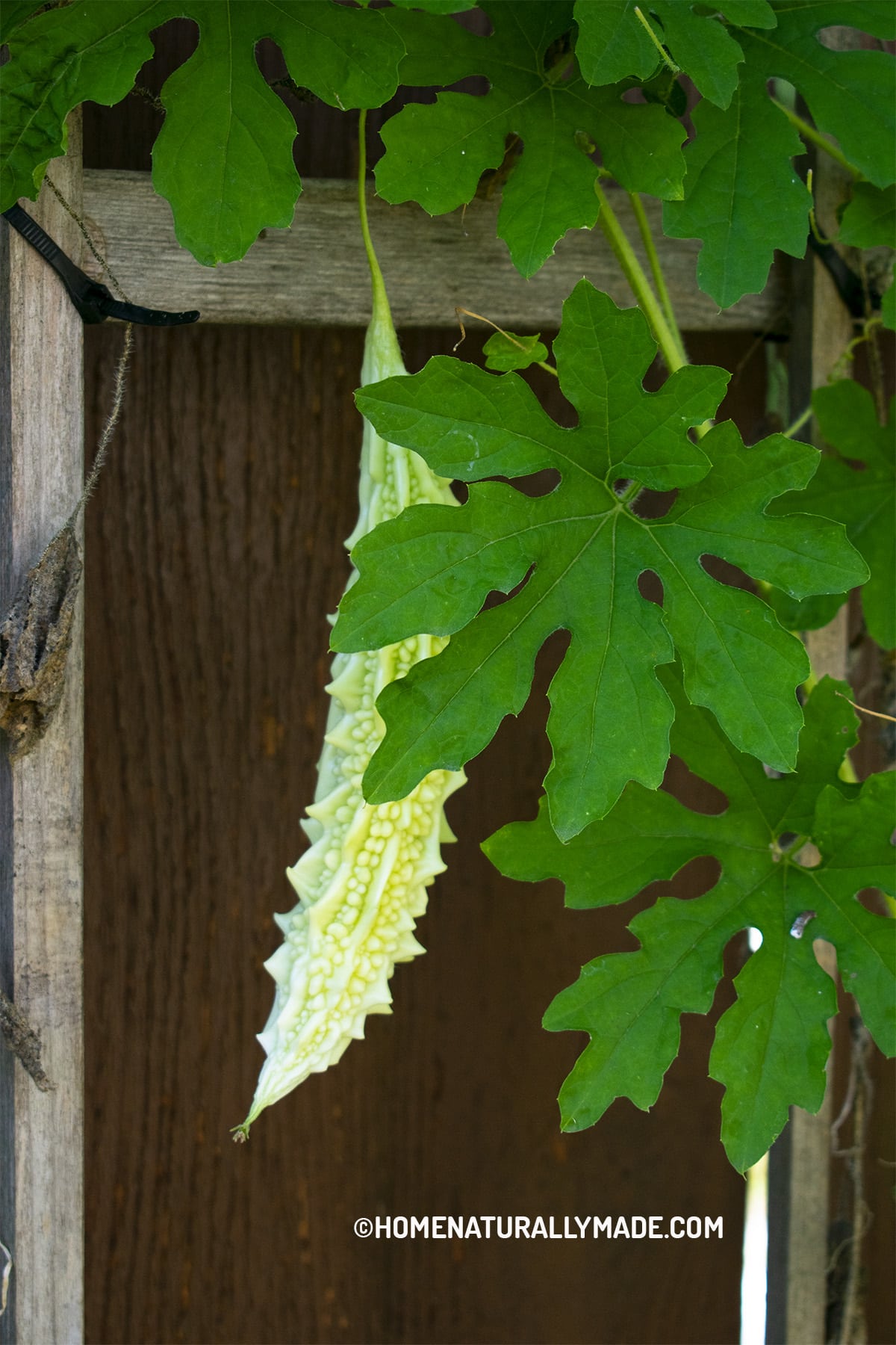 Bitter Melon with Eggs {Ku Gua Chao Dan} - HomeNaturallyMade