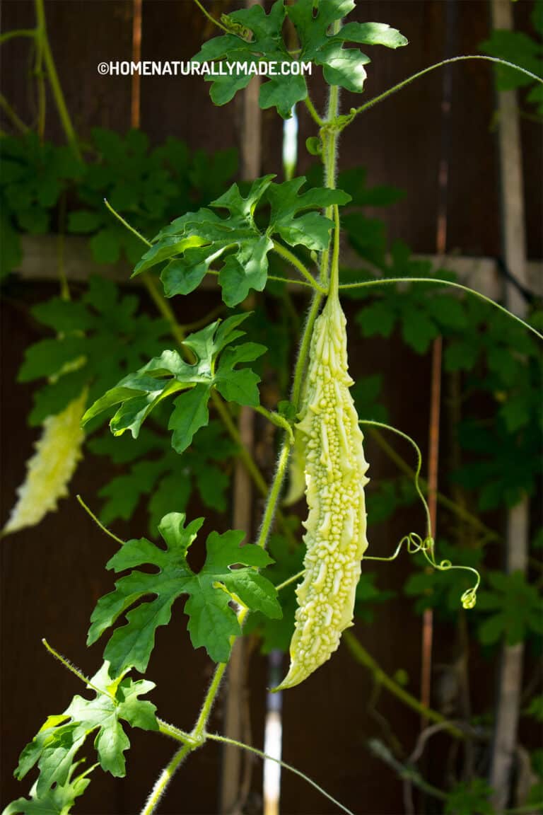 Bitter Melon Salad {Chinese Liang Ban Ku Gua} - HomeNaturallyMade