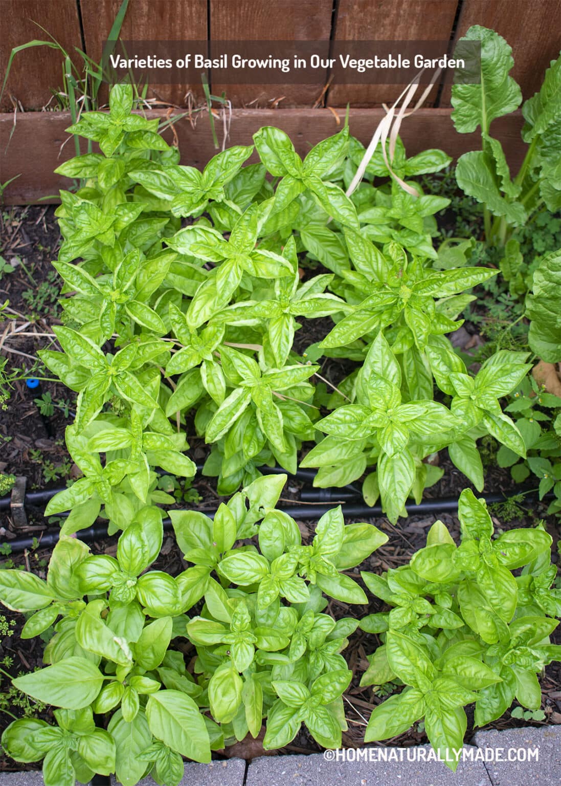 Best Way to Preserve Basil {Simple Basil Pesto} - HomeNaturallyMade