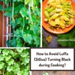 Eggplant and Long Bean Stir Fry {茄子长豇豆} - HomeNaturallyMade