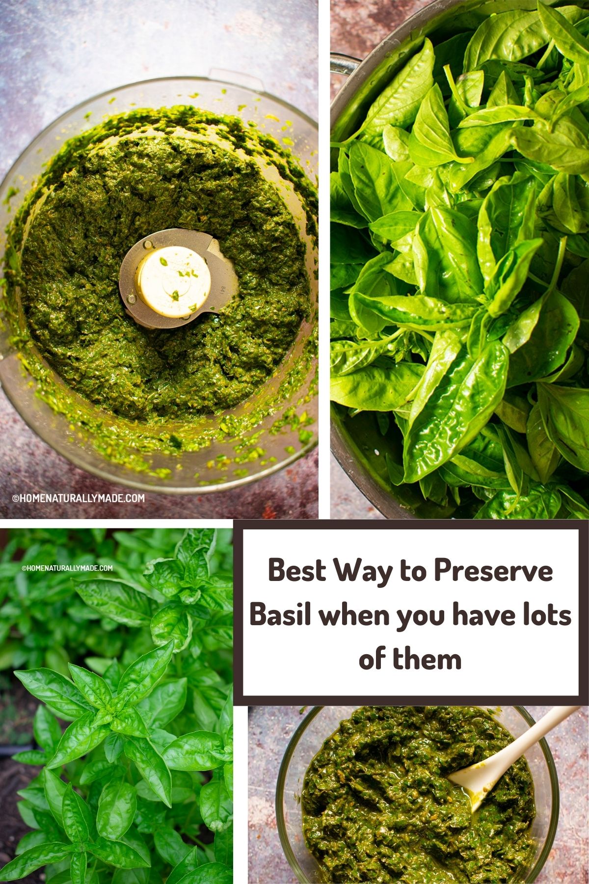 Best Way to Preserve Basil {Simple Basil Pesto} - HomeNaturallyMade