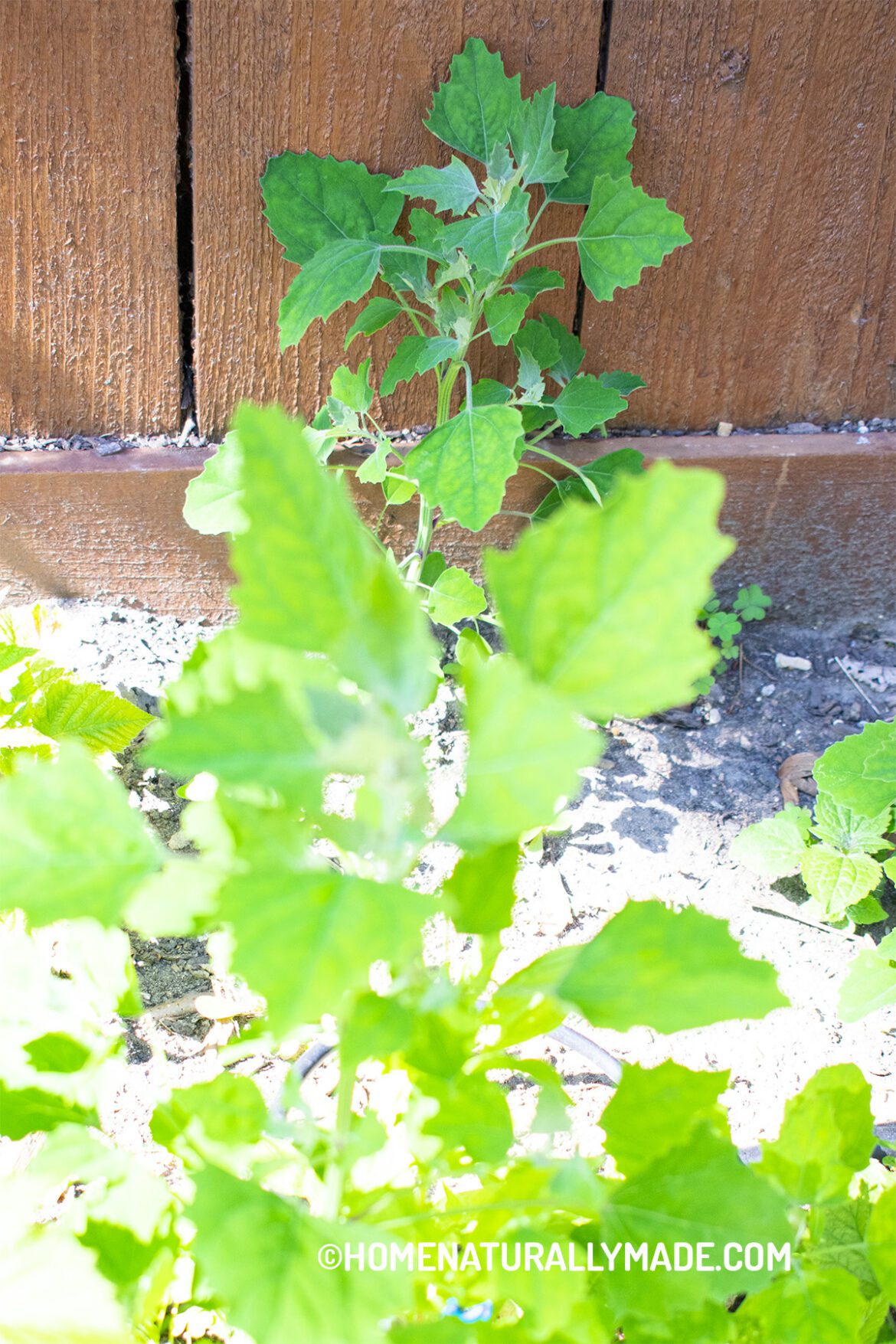 Hui Cai Salad {White Goosefoot} Chinese Style - HomeNaturallyMade